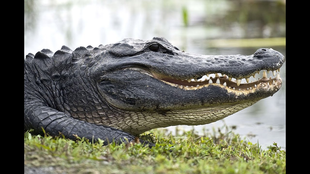 Wow ! Disney gator attack 2 year old lane graves attacked by alligator ...