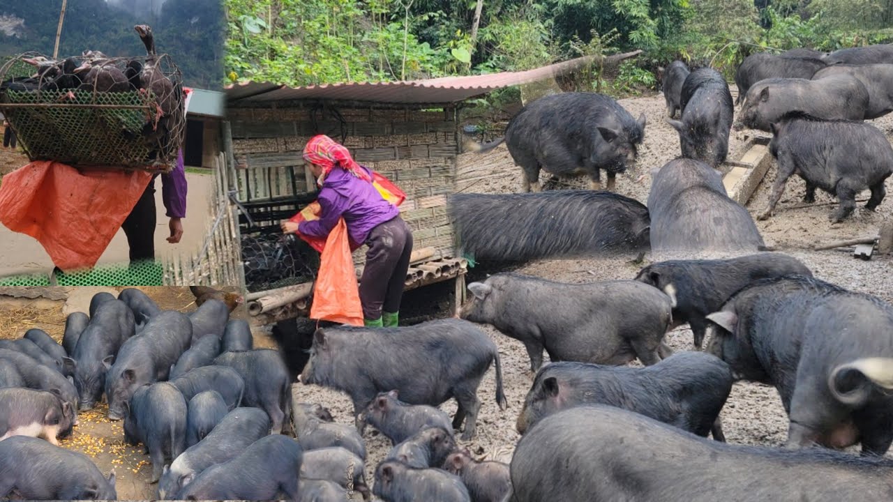Taking care of a herd of more than 1000 pigs, moving ducks and geese to ...