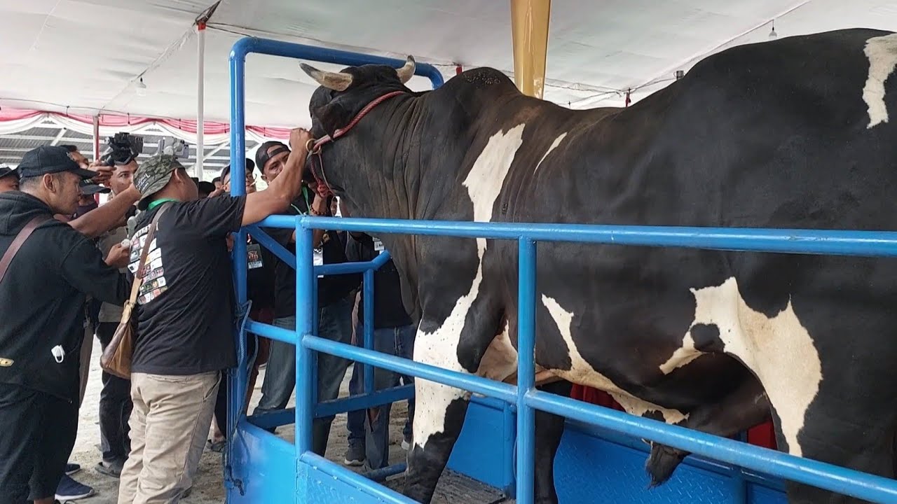 FIX CONDROSIMO JUARA 1 P2‼️PROSES PENIMBANGAN SAPI KONTES - YouTube