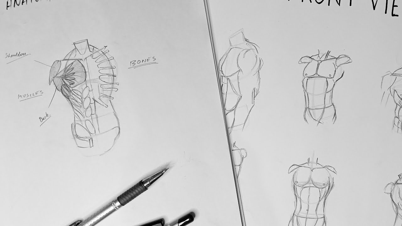 how to draw anatomy | front view | by aadyant - YouTube