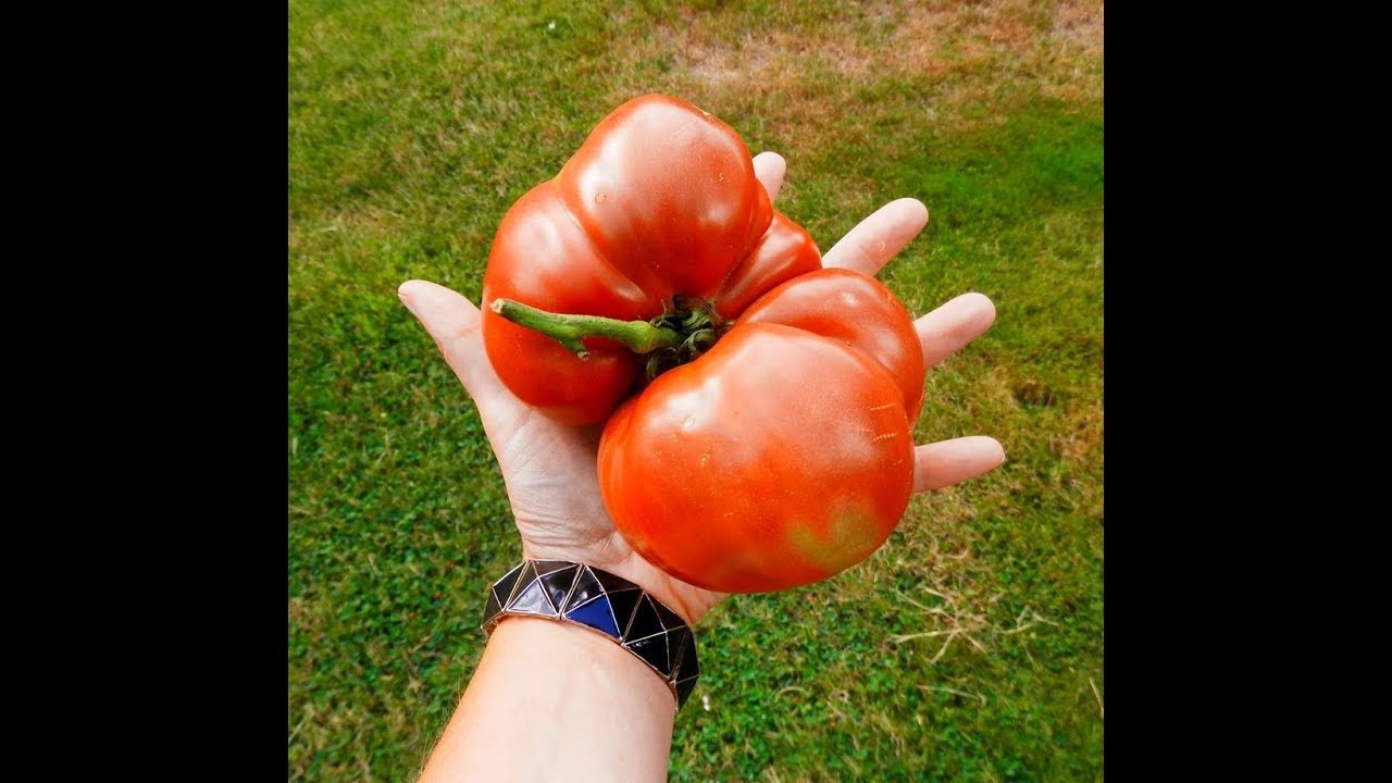 Tips for growing BIG & beautiful Tomatoes! - YouTube