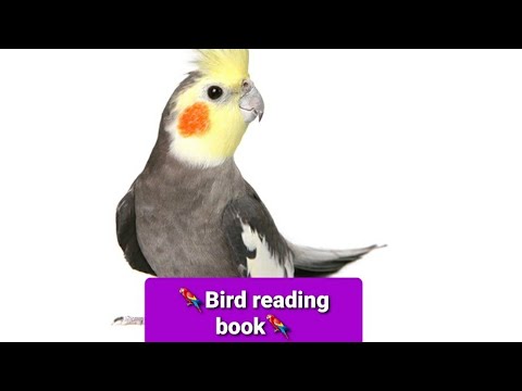 Bird reading book🦜😍 - YouTube