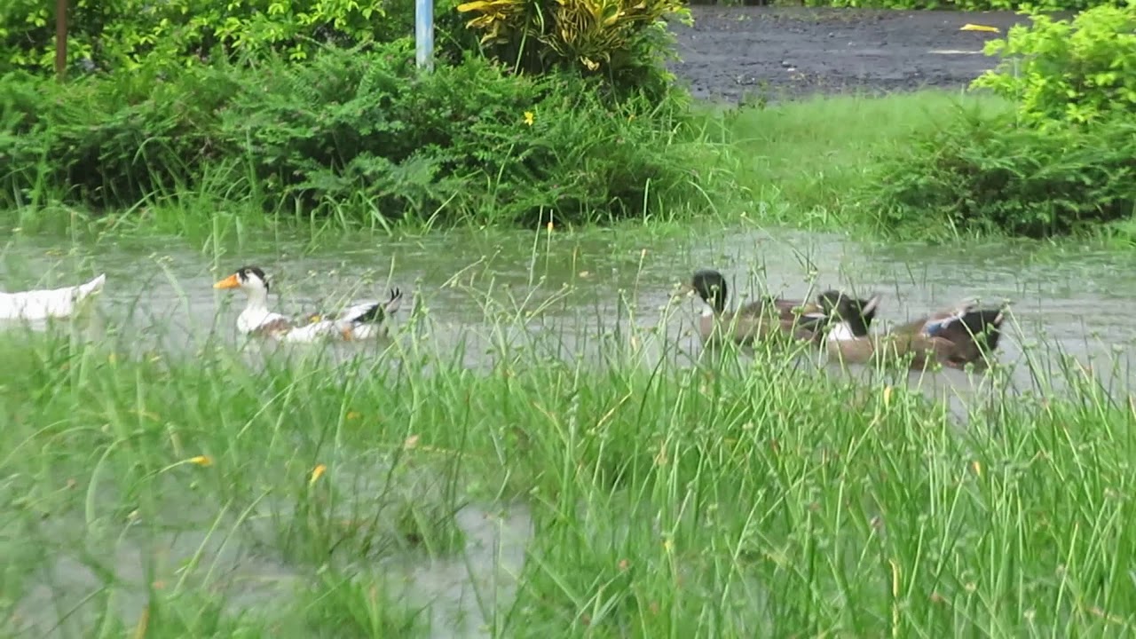 Raining Ducks - YouTube