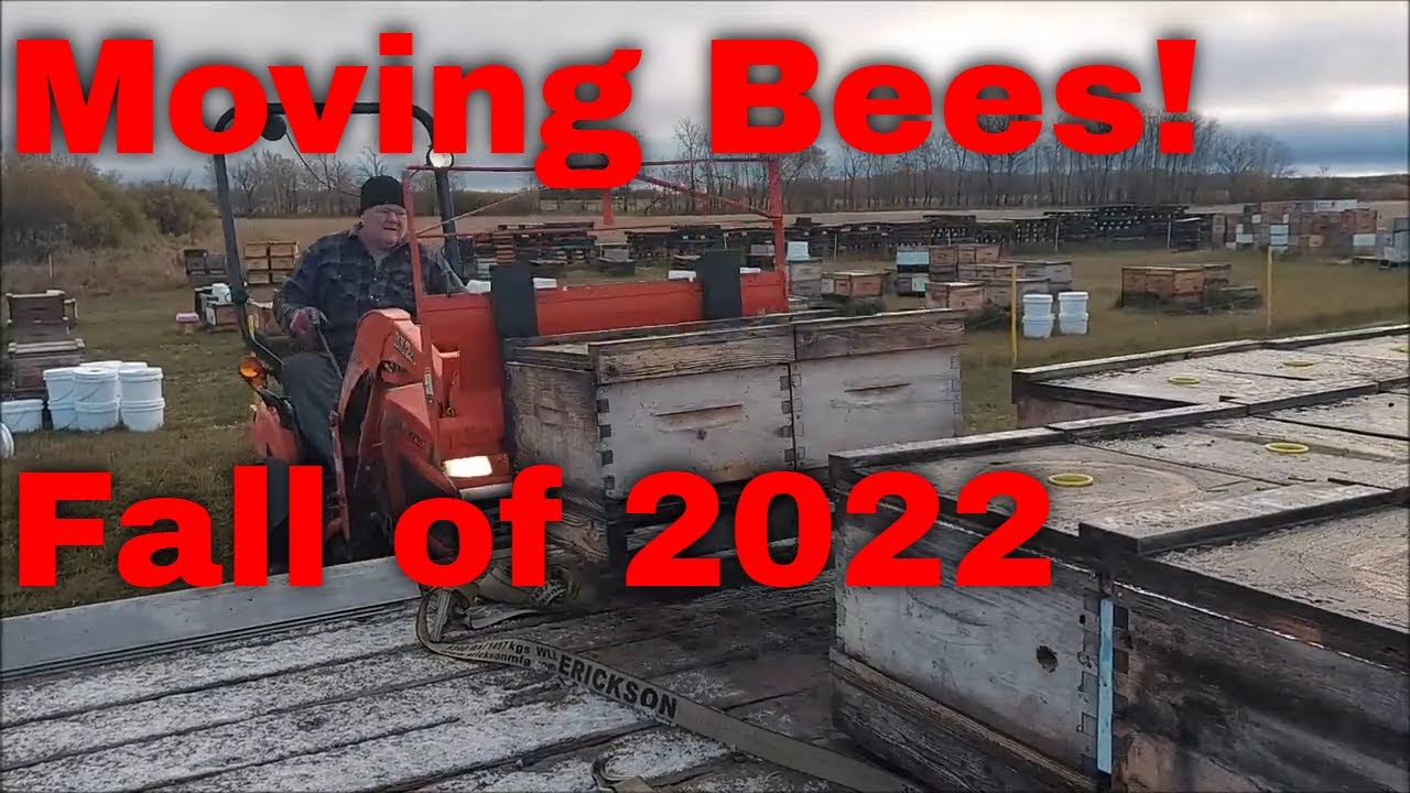 Moving Bees-Fall 2022-That Bee Man - YouTube