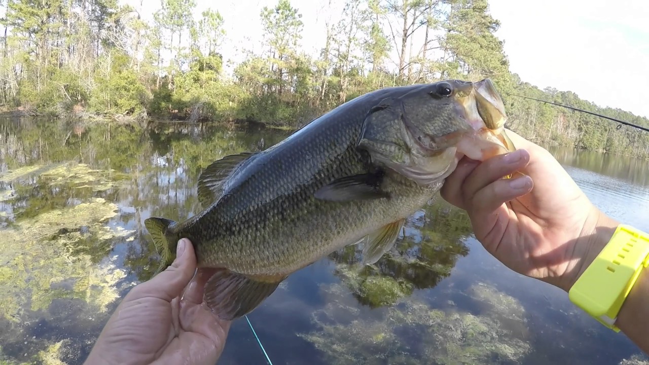 bass fishing, another pig caught!! - YouTube