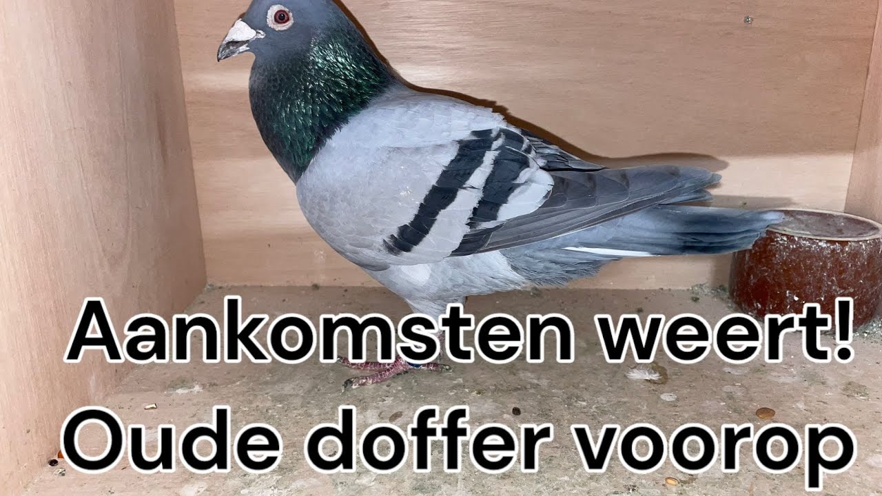 Aankomsten Weert | Oude doffer voorop | Postduiven | - YouTube