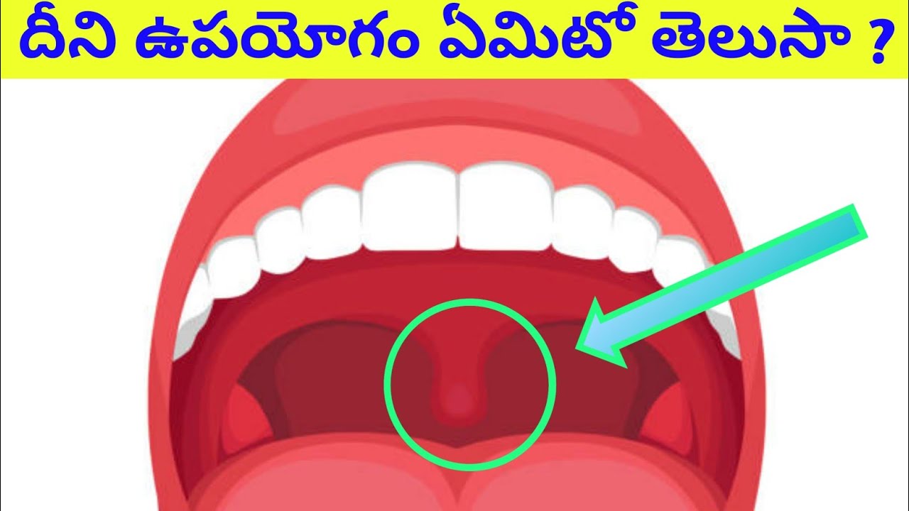 how does uvula works| what is uvula |uvula use| కొండ నాలుక ఉపయోగం ...