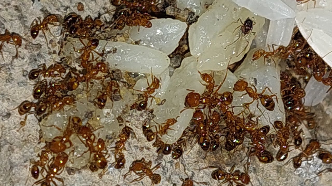 Relaxing Ants Feeding LIVE | Red Ants Eating Rice & Sugar | Relaxing ...