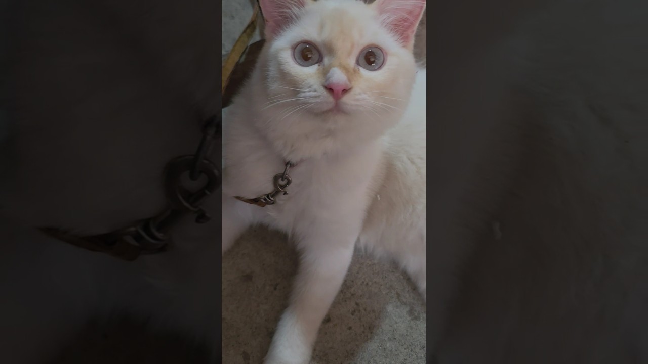 Pixie saw something on top🤔🤔 - YouTube
