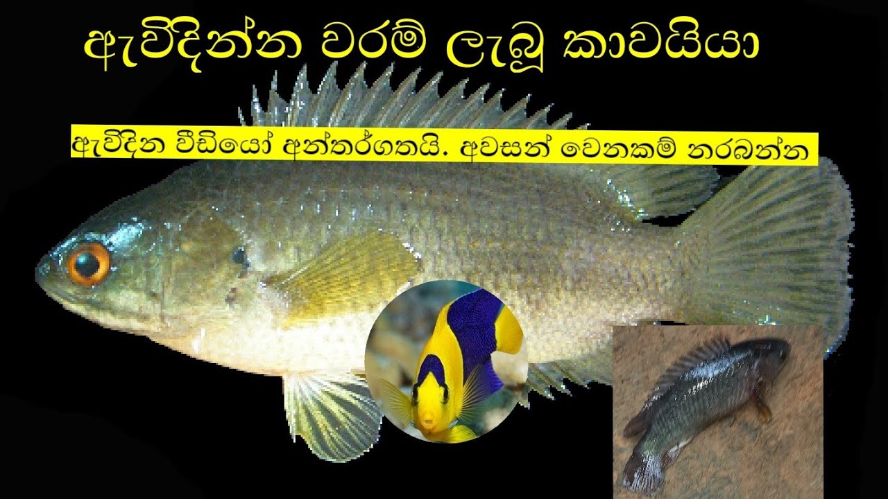 කාවයියා. Kawayya Fish in srilanka 🇱🇰 - YouTube
