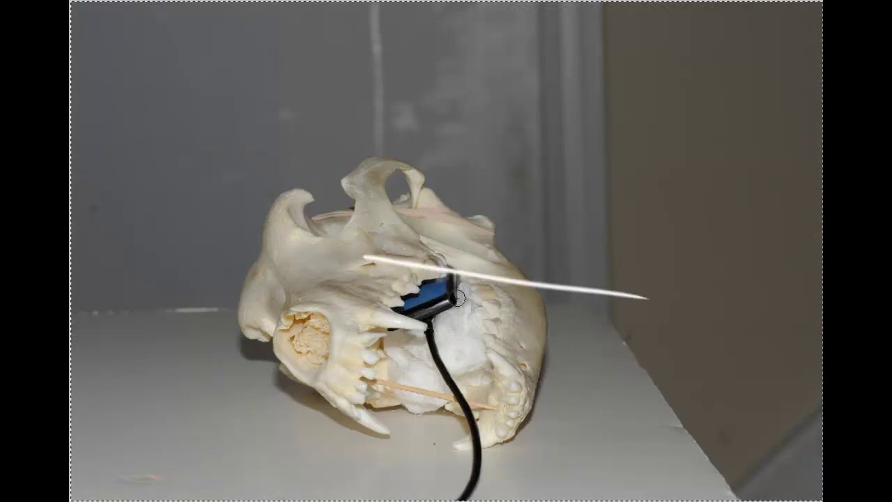 Eva Vet Standard Canine Dental Radiography - YouTube