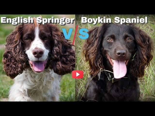 English Springer Spaniel Vs Boykin Spaniel 14 Spaniel Dog Breeds For