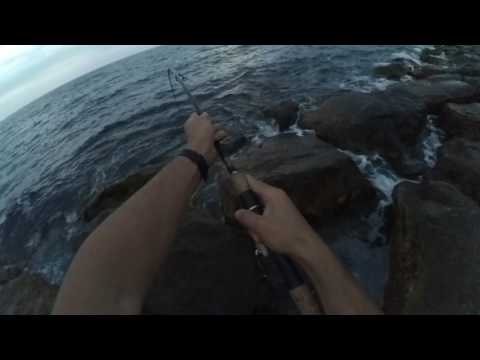 Levrek avında su samuru ile mücadele ..