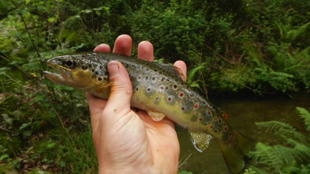 Pêche au toc à la teigne Pays basque - YouTube