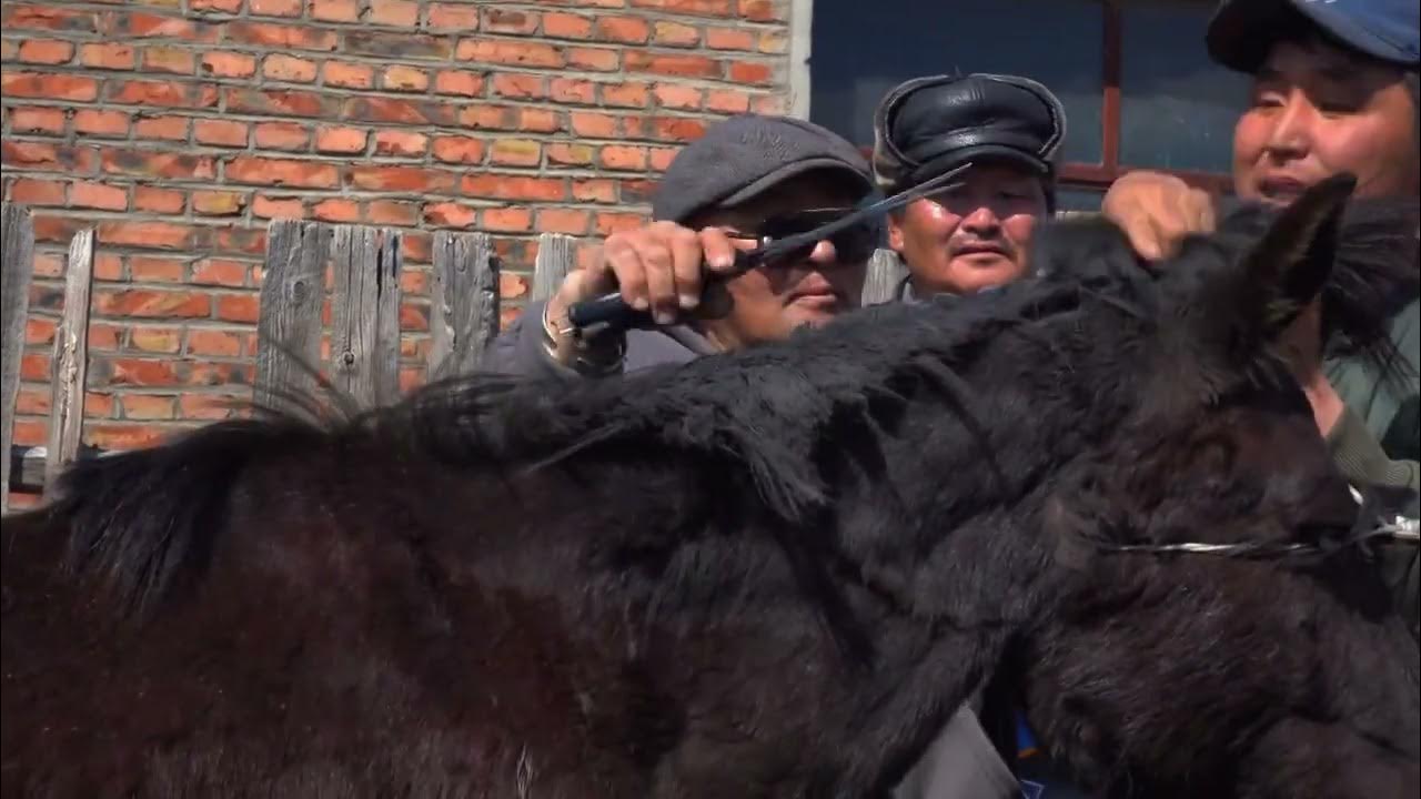 МОНГОЛ НУТГИЙН ЧИМЭГ БОЛСОН АДУУ МОНГОЛ ЭРИЙН ХИЙМОРИЙГ СЭРЭЭНЭ Youtube