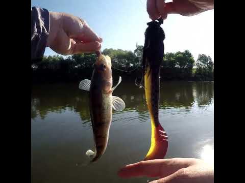 Wolgazanderangeln / Jara Baits / Ruder - YouTube