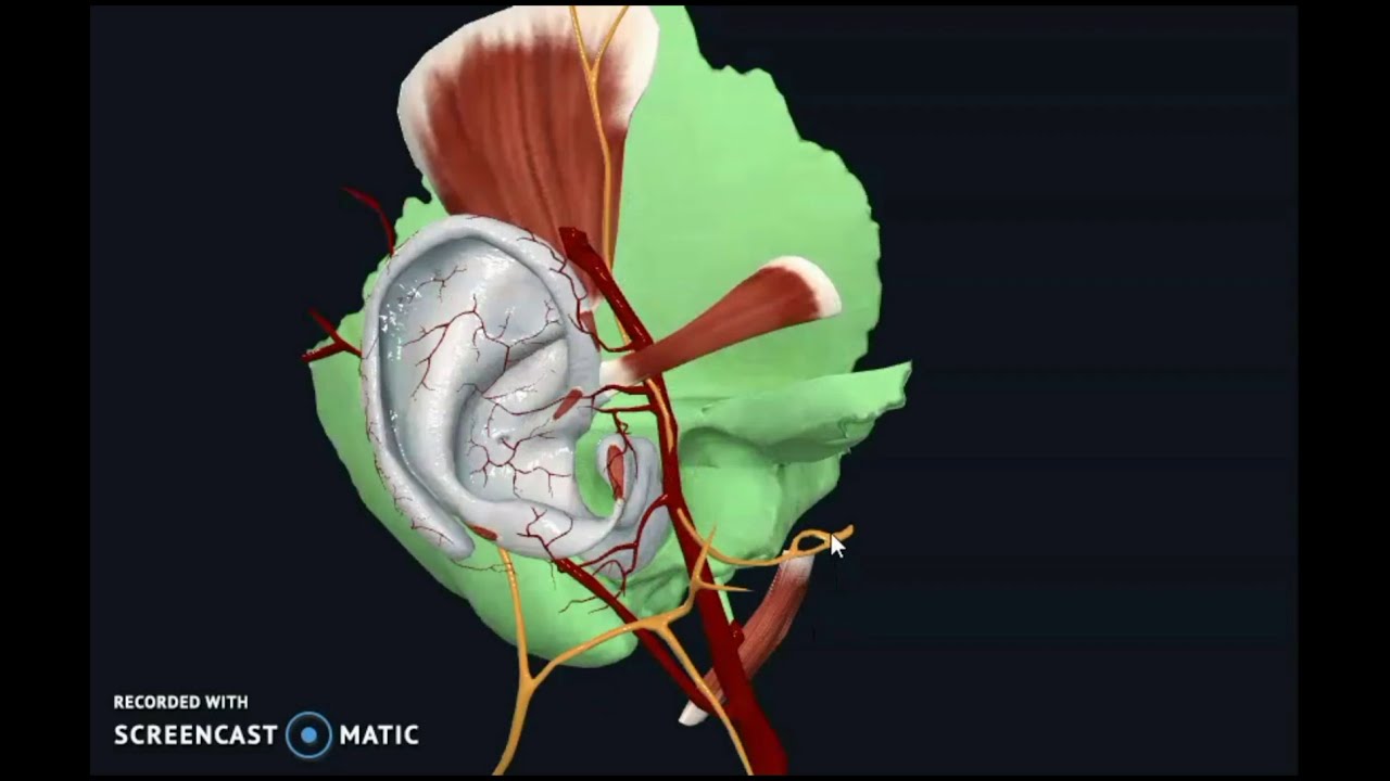 Anatomy of Ear made easy - External ear (Ear pinna & External acoustic ...
