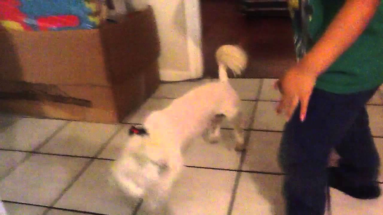 My dog Dyno - YouTube