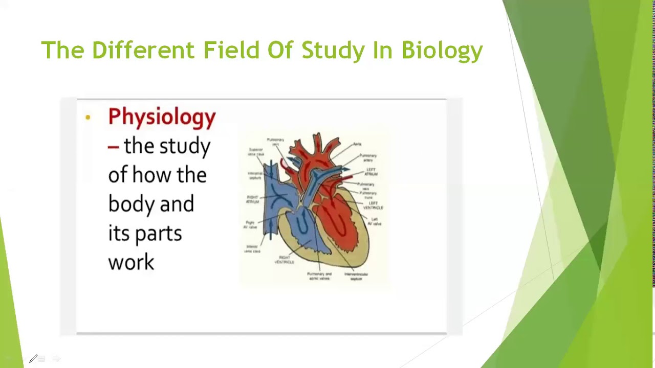 Introduction to Biology - Divisions of Biology - YouTube