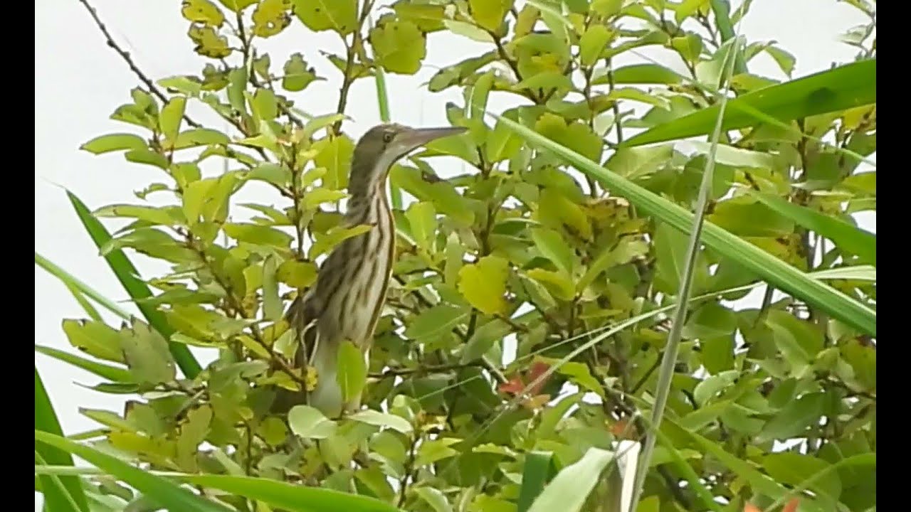 Juvenile Yellow Bittern in the Reads - YouTube