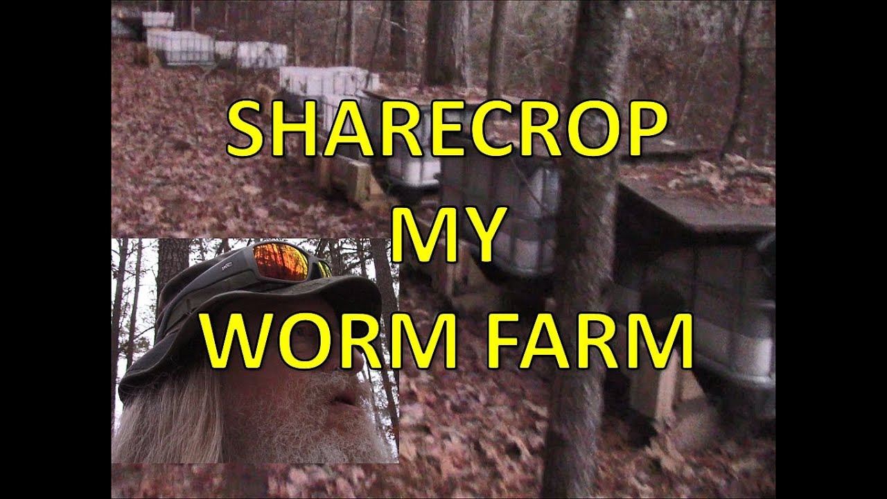 Sharecropping My Worm Farm - Worm Farming as a Business - YouTube