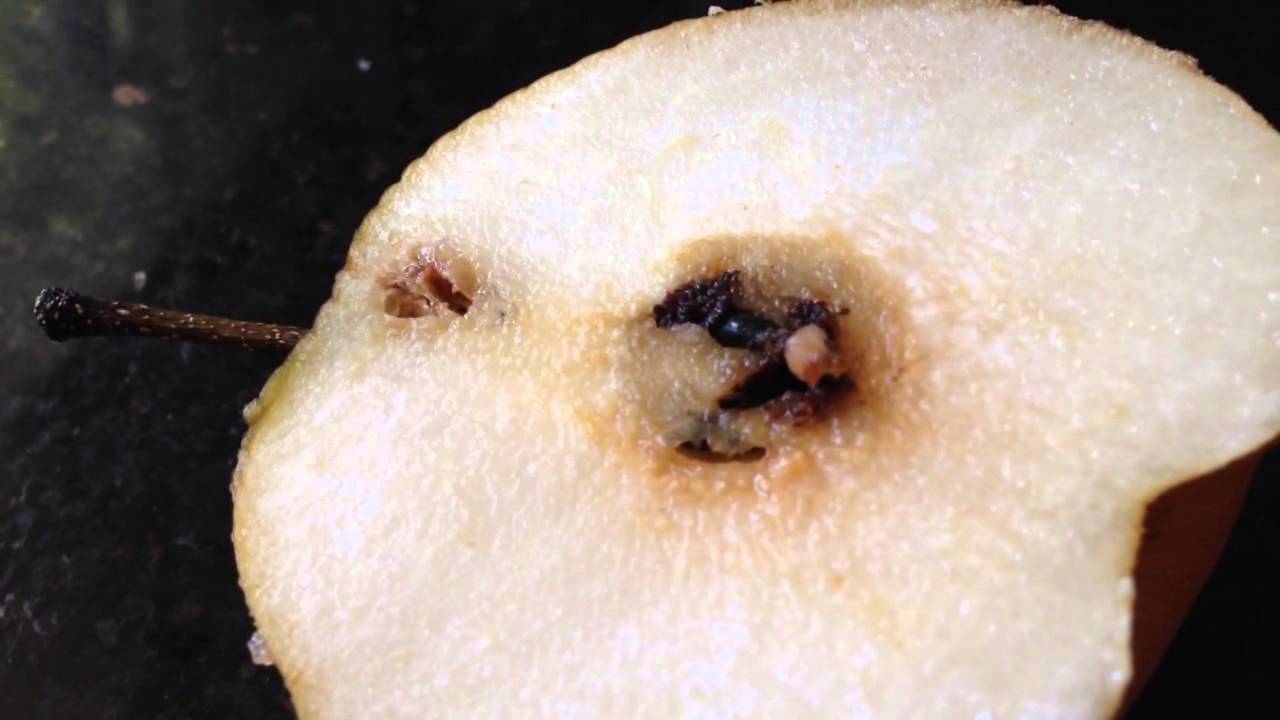 Haydee finds a worm in her pear - YouTube