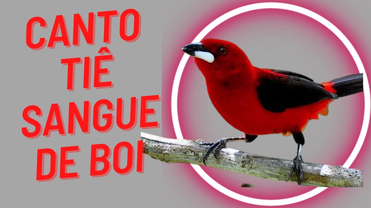 Canto do tiê sangue de boi/tingê, sangue-de-boi, tiê-fogo, chau-baêta ...