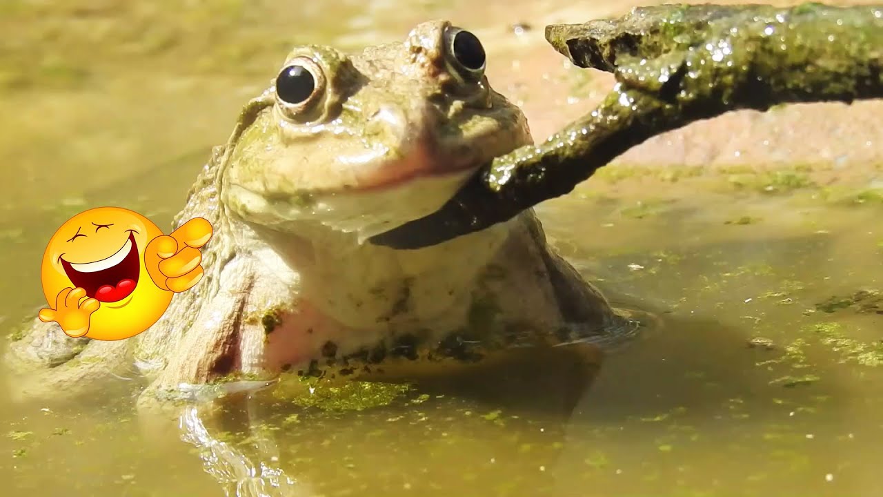 Try not to laugh with the frog 😂🤣 & Feeding frog and funny with frog # ...