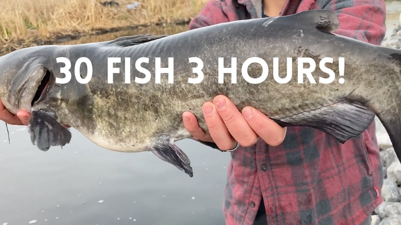 How we Caught 5 Different Species of Fish in 3 Hours (Utah Lake ...