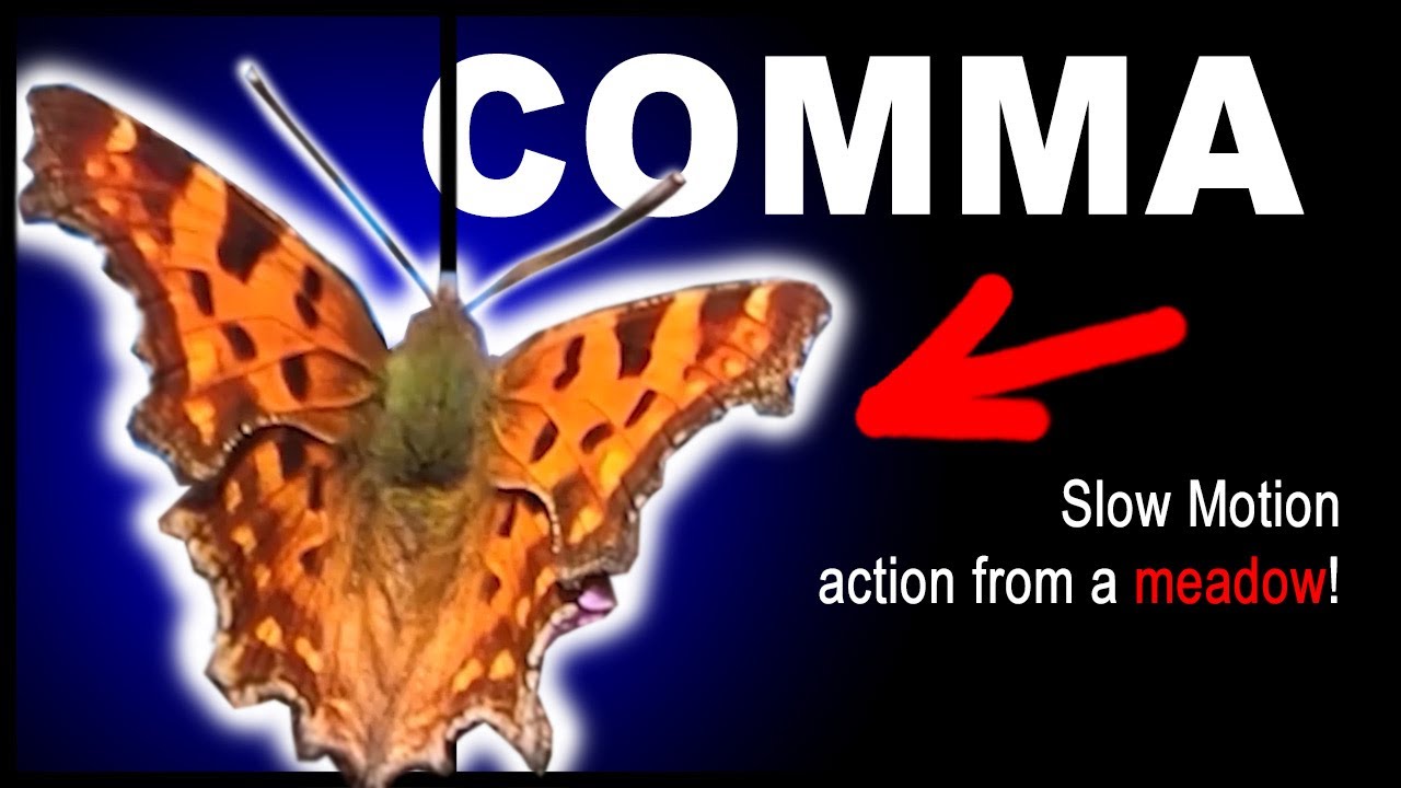 Ever seen butterflies FLY away?🔎Comma (Polygonia c-album) 🦋 - YouTube