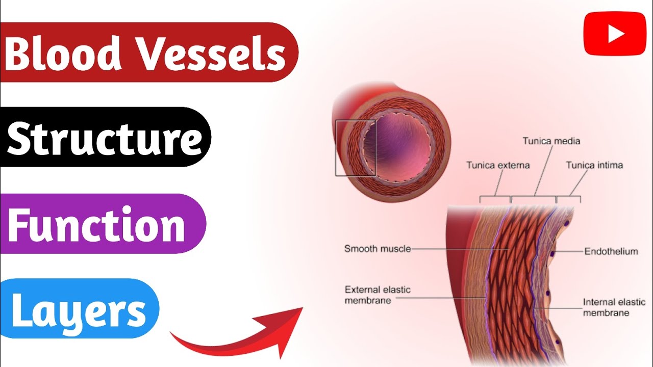 Blood vessel and its layers. General Anatomy lecture no 25. - YouTube