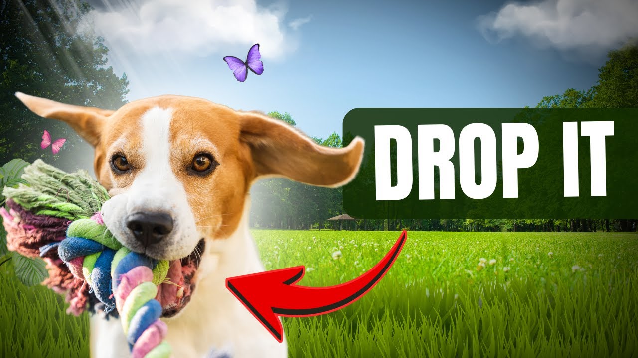 The Fastest Way to Get Your Dog to Drop Anything - YouTube