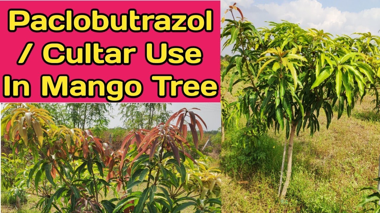 Cultar/Paclobutrazol Use In Mango Tree | मैंगो ट्री में कल्टार ...