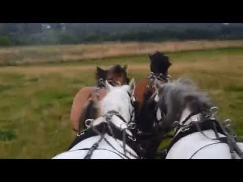 Carriage Driving a Four in Hand Team of Highland Ponies 14Sep14 - YouTube
