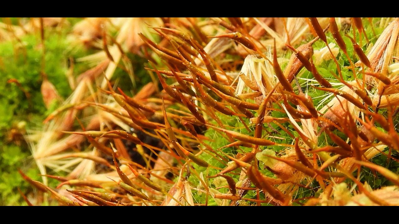 Syntrichia princeps or Tortula princeps common name Brown Screw moss On ...