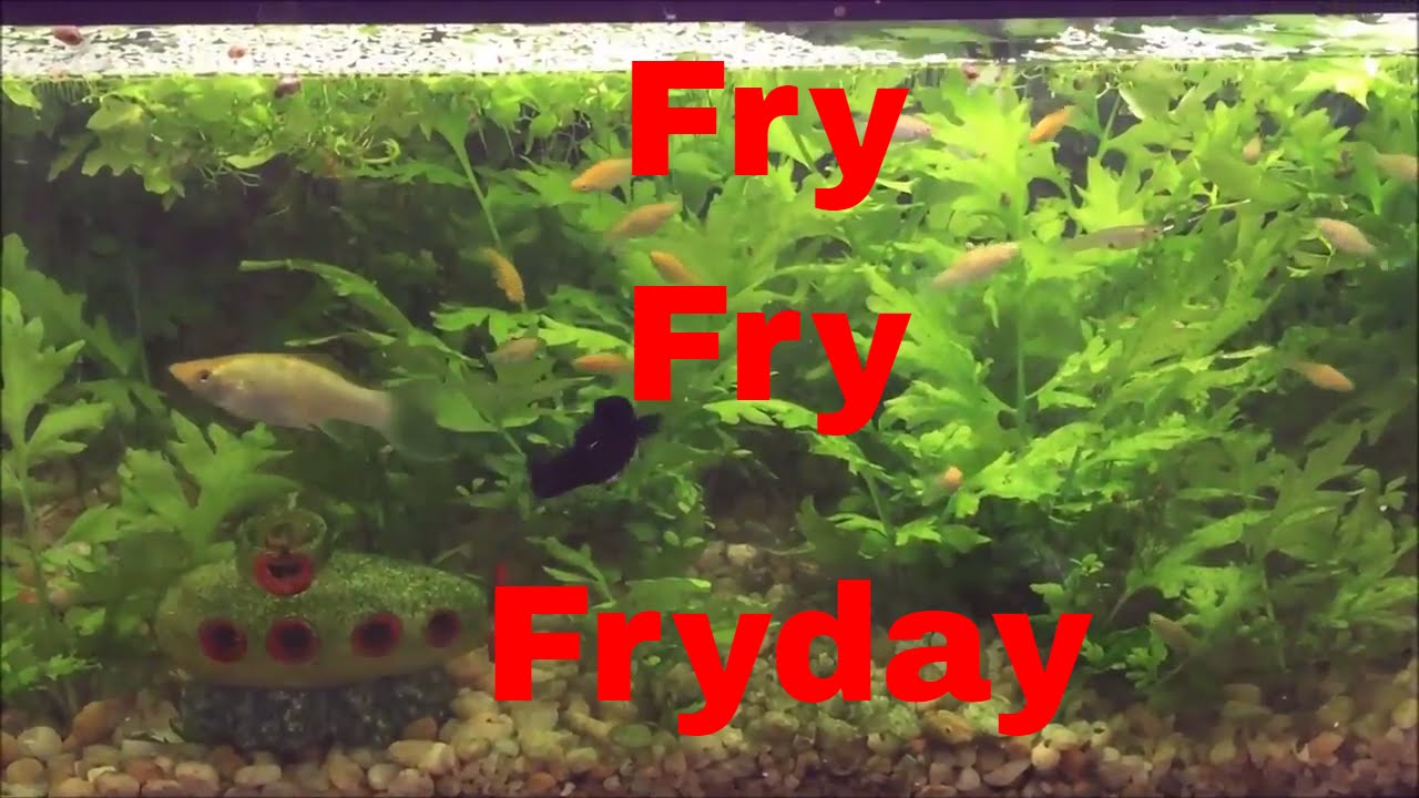 Fry Fry Fryday #16 Hi Fin Sword Tail Fry and Breeding for Profit! - YouTube