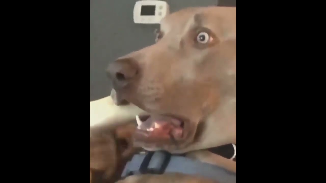 dog reaction - YouTube