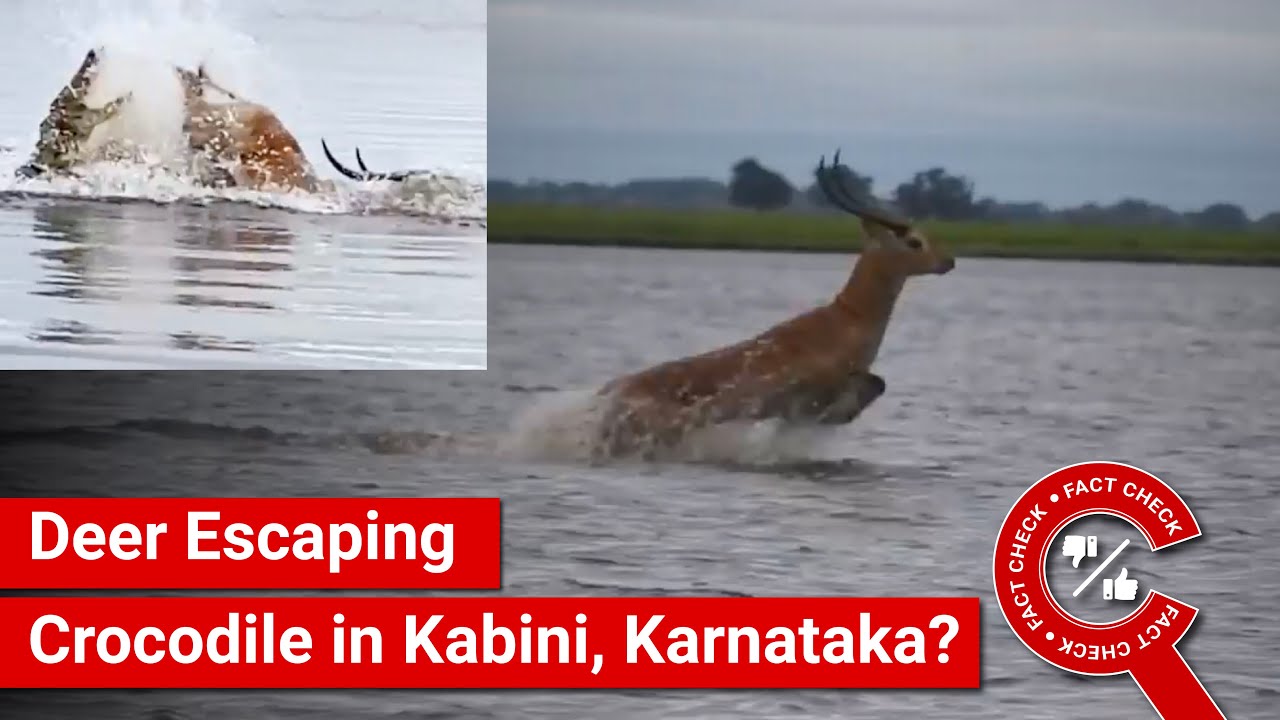 FACT CHECK: Viral Video Shows Deer Escaping Crocodile in Kabini ...