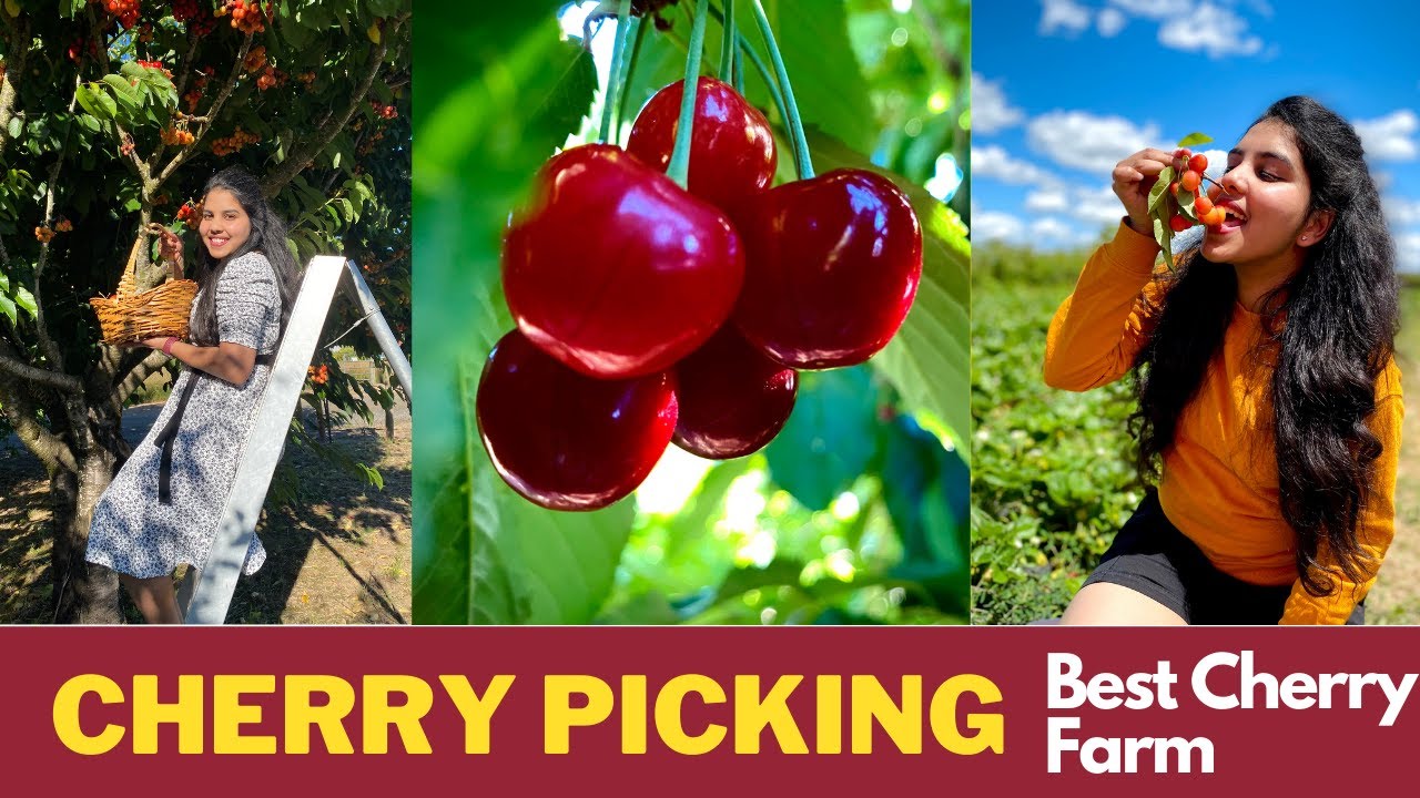 Cherry Farm | Cherry picking | Cherry Farms in USA | Cherry Picking ...