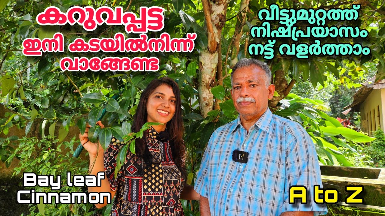 കറുവപ്പട്ട ചെടി ഇനി എല്ലാ വീട്ടിലും നിഷ്പ്രയാസം വളർത്താം | വരുമാനം ...