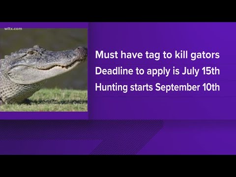 Gator hunting tag applications open June 1st: Here's what you need to ...