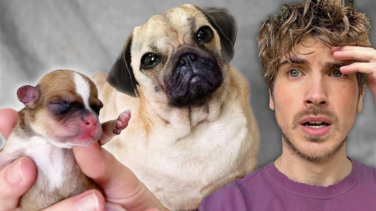 Helping My Rescue Pug Deliver Her Puppies *Emergency C Section* - YouTube