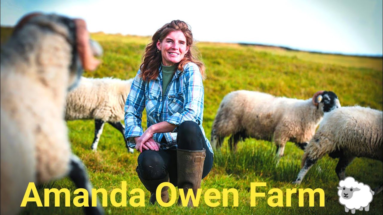 Our Yorkshire Farm - what ewe looking at - Amanda Owen - Mindful of the ...