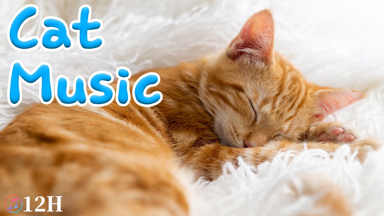 Special Music for Cats: The Ultimate Playlist to Boost Your Feline ...
