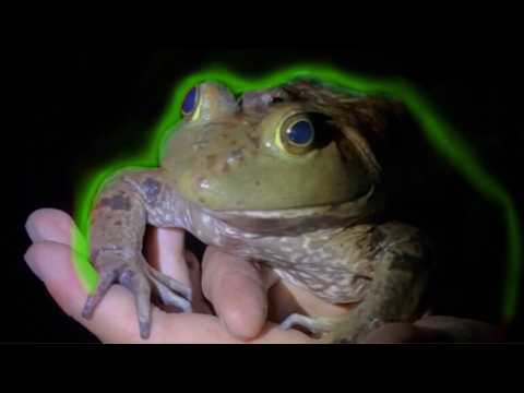 HUGE TEXAN BULLFROG CAUGHT BY HAND - Catching Animals Around a Pond At ...
