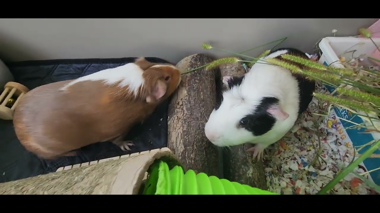 P16 cute guniea pigs eating sound calming relaxing soothing - YouTube