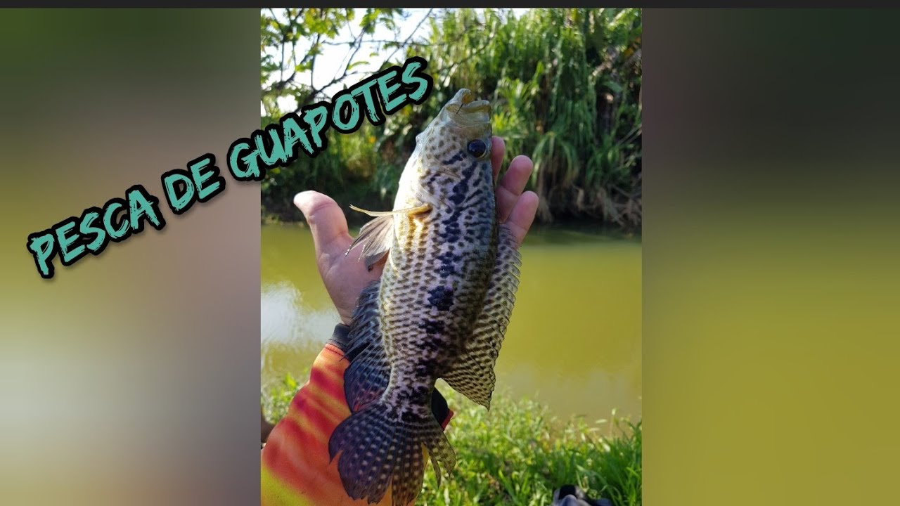 Pesca de guapote en rio del caribe 🎣🇨🇷😎 - YouTube
