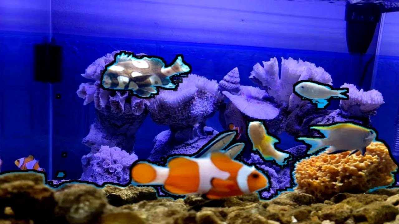 Nemo air tawar ikan badut aquascape - YouTube