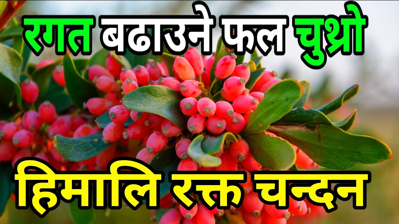 बहुउपयोगी जडिबुटी चुथ्रो || Green Berberries || Chutro Herbs Usage In ...