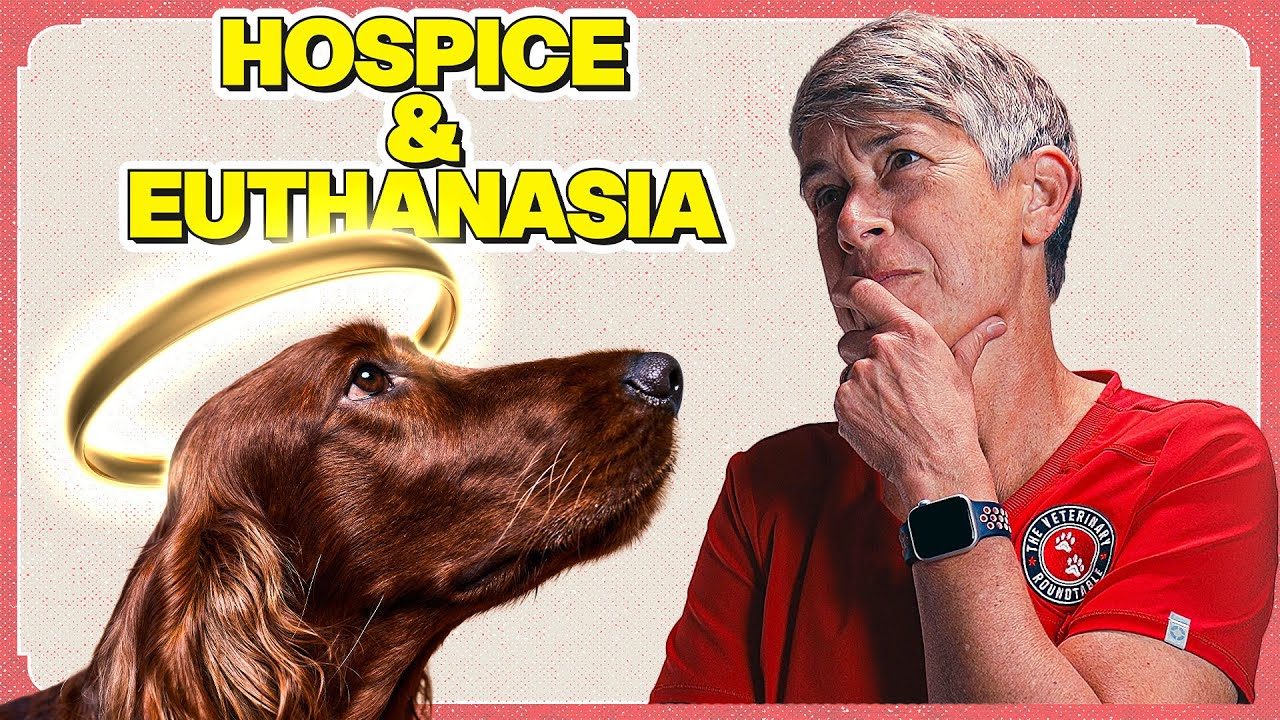 Understanding Pet Hospice And Euthanasia In Vet Med | The Veterinary ...